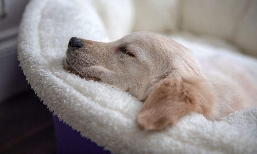 Time for a New Dog Bed? Signs to Watch For
