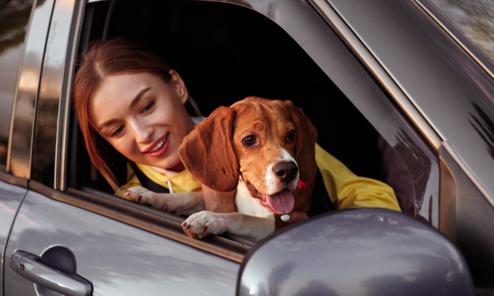 Travel Mistakes to Avoid with Your Dog | DogGoods